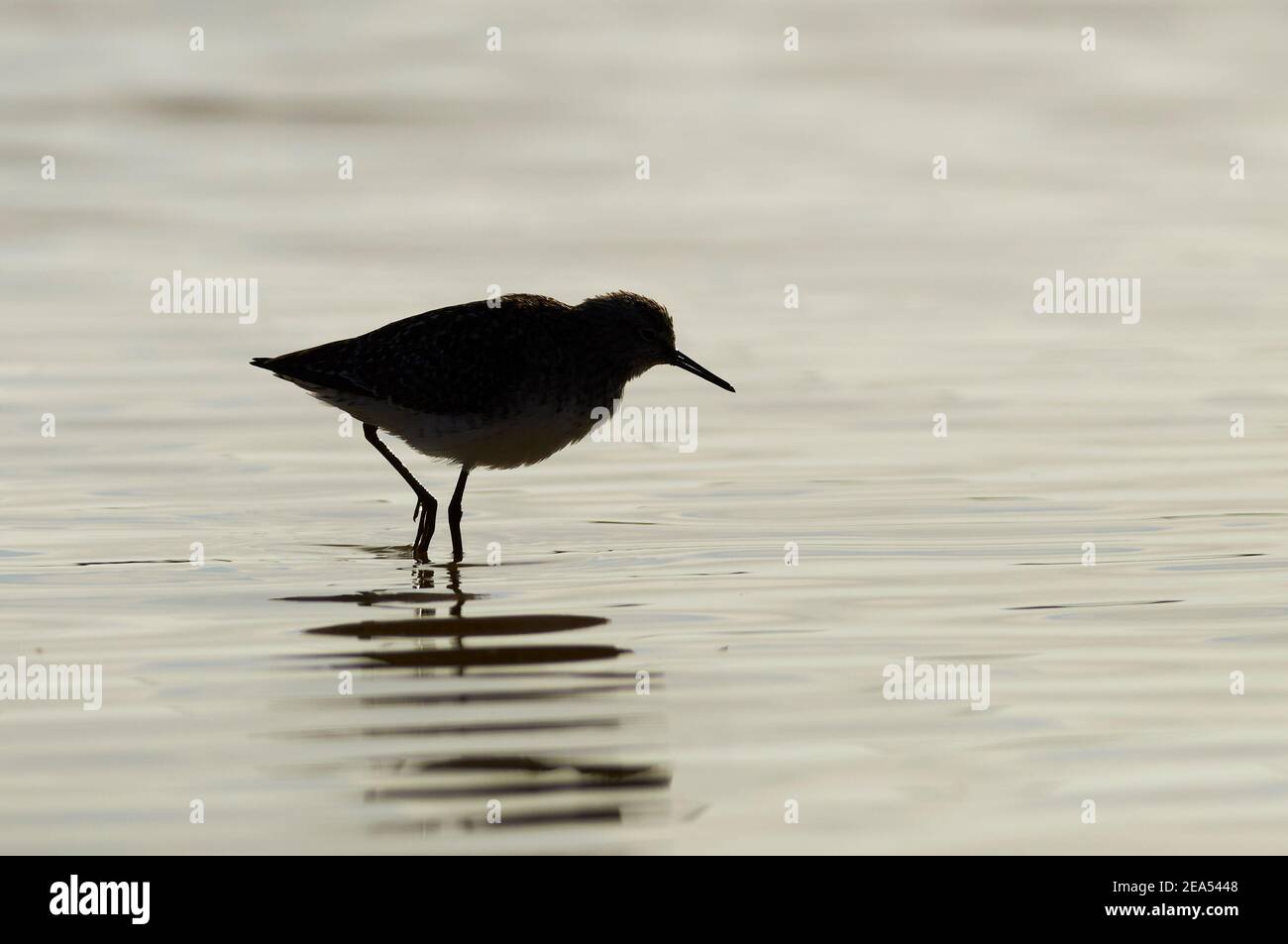 Wader bird hi-res stock photography and images - Alamy