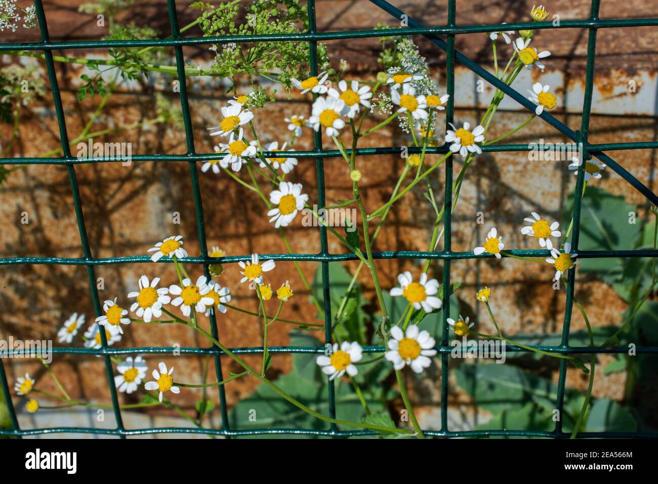 Blooming beautiful colorful daisy flowers in view Stock Photo - Alamy