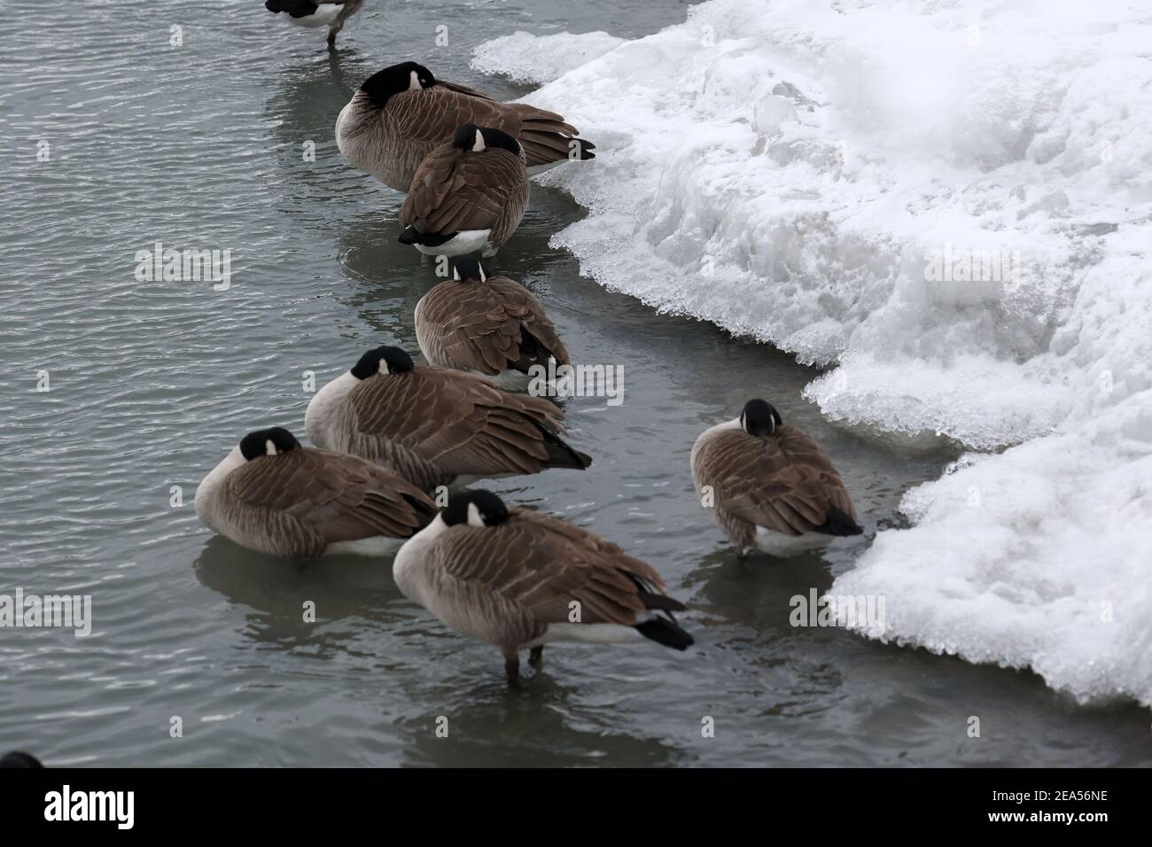 Canada geese flying night hi-res stock photography and images - Alamy