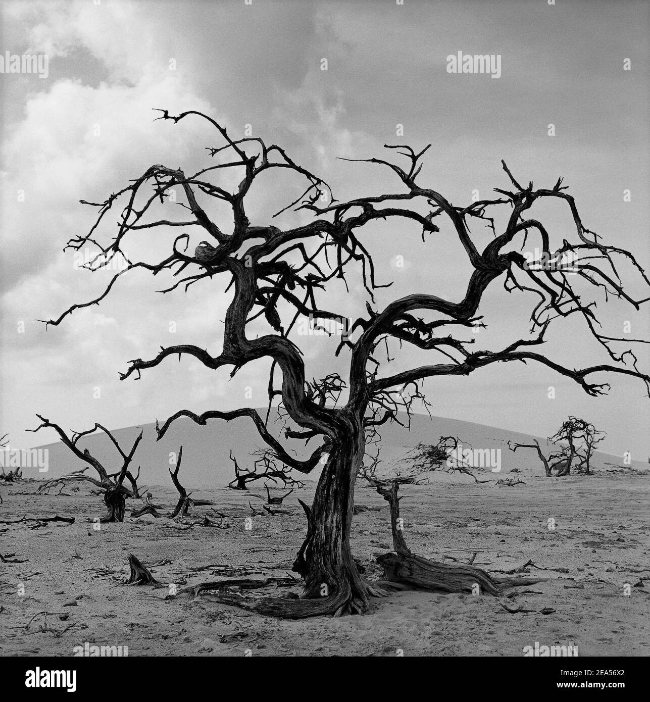 Desert with dry tree, Paraguaná Peninsula, Falcón, Venezuela, South ...