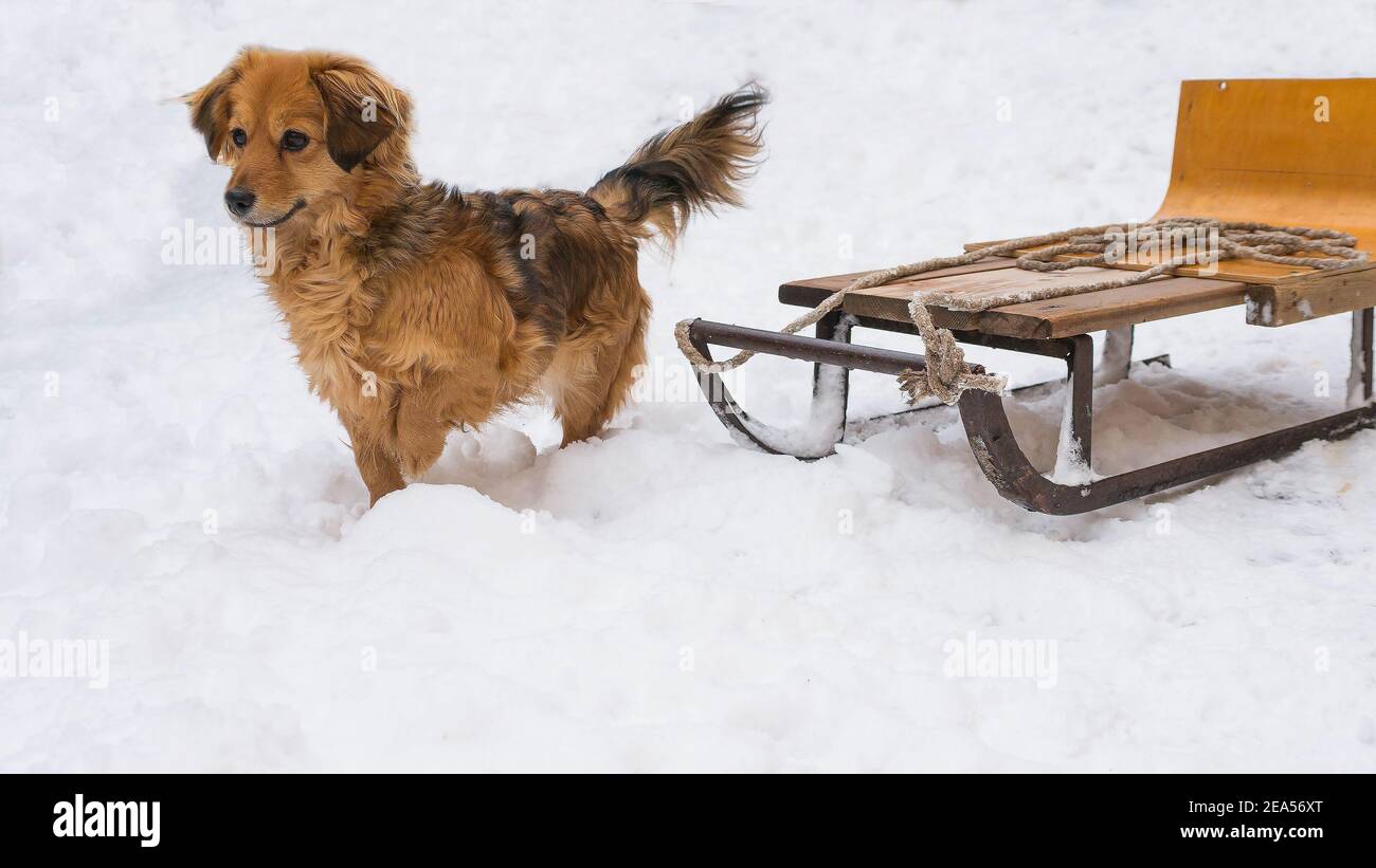 A small dog with a sled in a ski resort, a red dog in the snowy ...