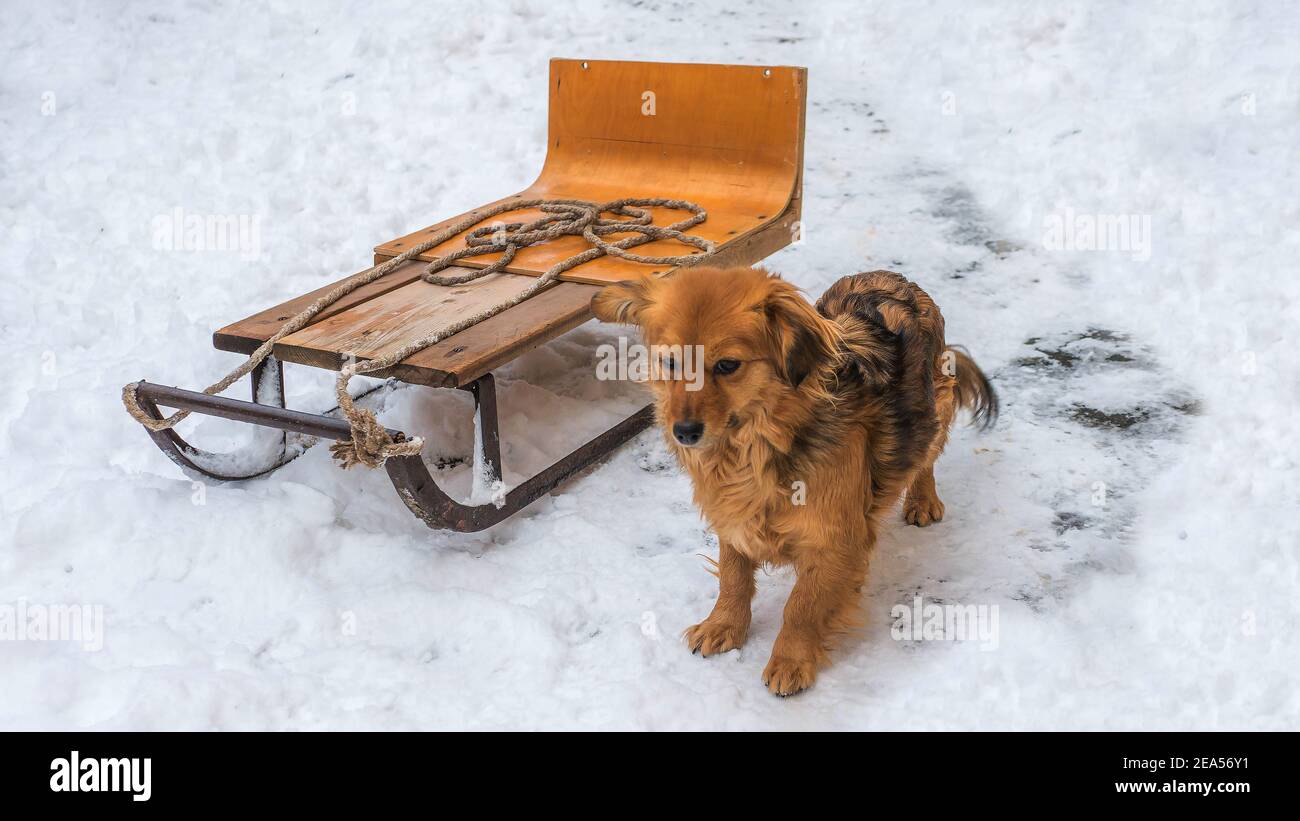 Dog sleigh greenland hi-res stock photography and images - Alamy