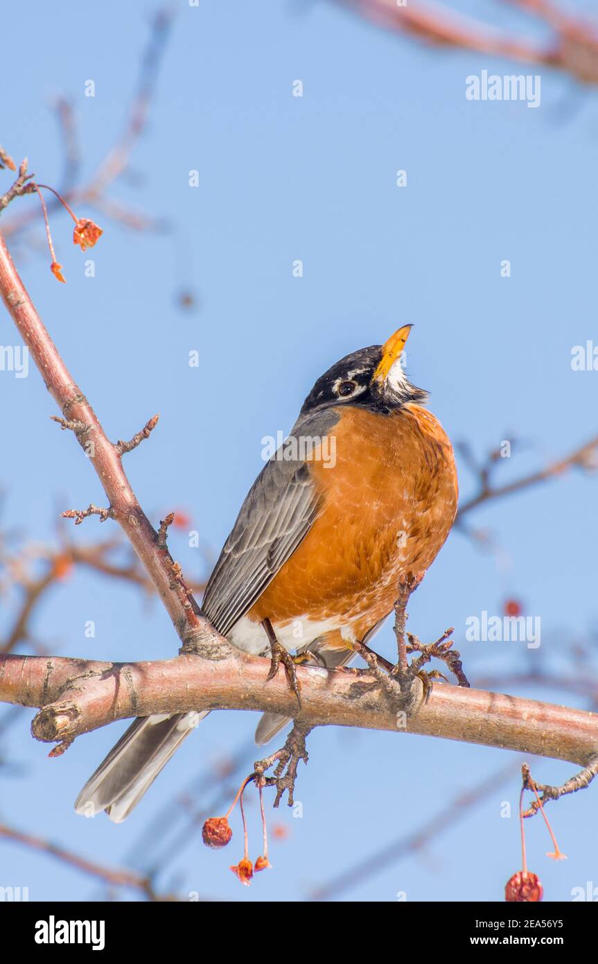Robin In A Crabapple Tree High Resolution Stock Photography and Images ...