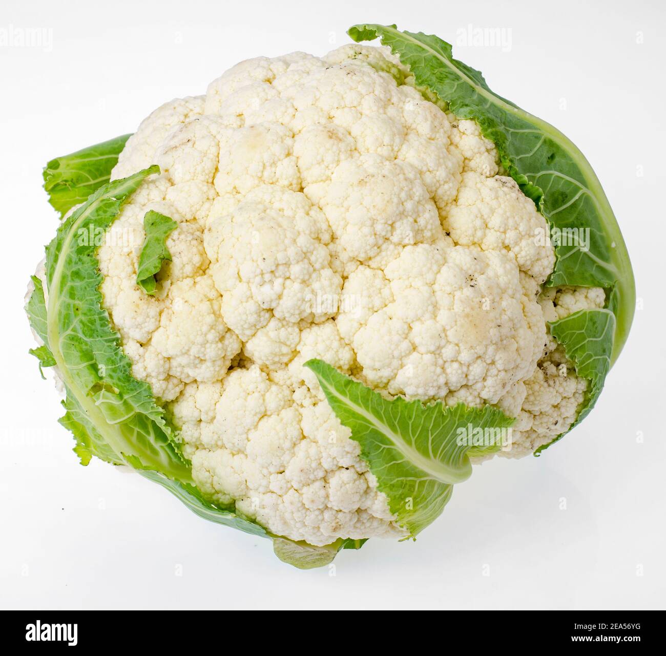 Fresh head of cauliflower on white background. Studio Photo Stock Photo ...