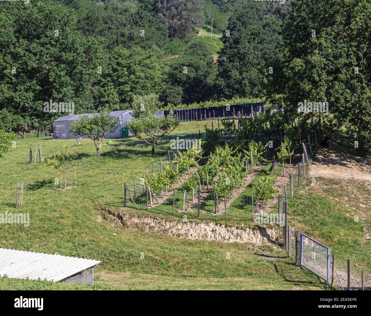 A high angle shot of a small garden captured during the daytime Stock ...