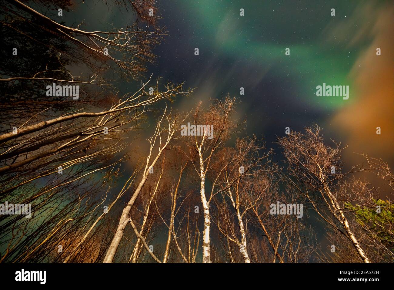 Beautiful Skyscape of a Northern Lights over High Trees. Magical Green ...