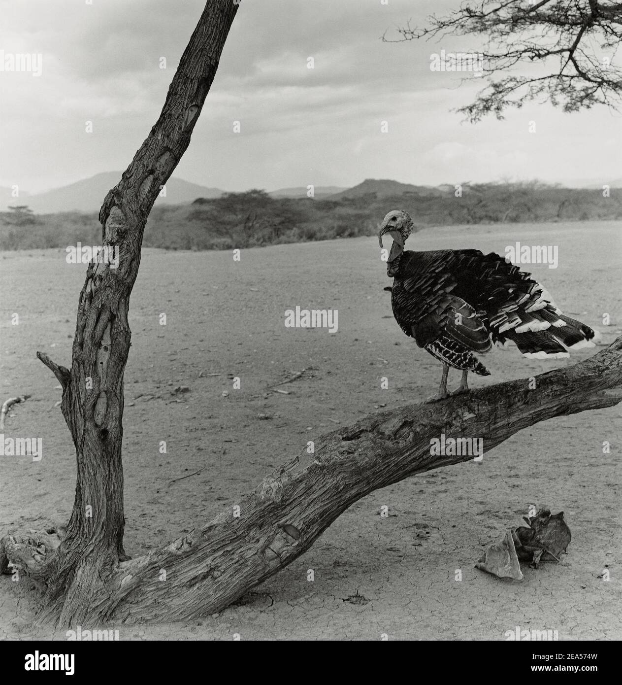 Turkey Falcon, Falcon State, Venezuela;South America Stock Photo - Alamy