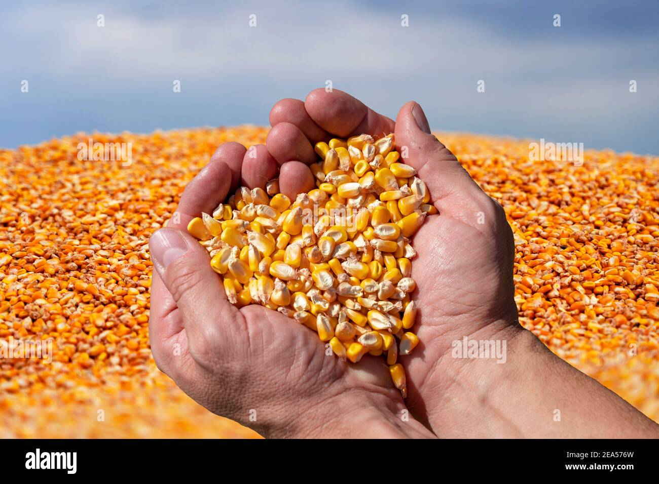 Hands and grain hi-res stock photography and images - Alamy