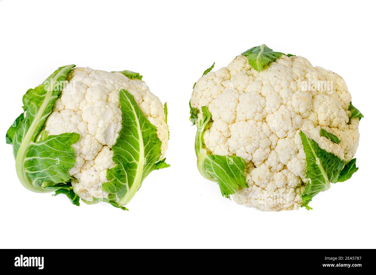 Fresh head of cauliflower on white background. Studio Photo Stock Photo ...