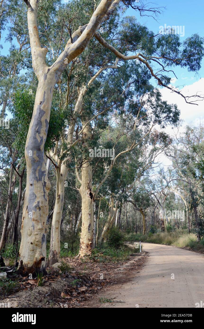 Wollemi park hi-res stock photography and images - Alamy