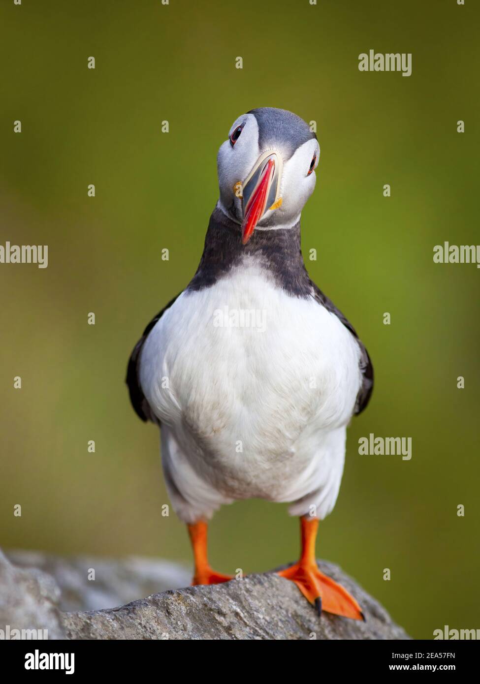 A friendly adorable puffin with colorful plumage and large brightly ...