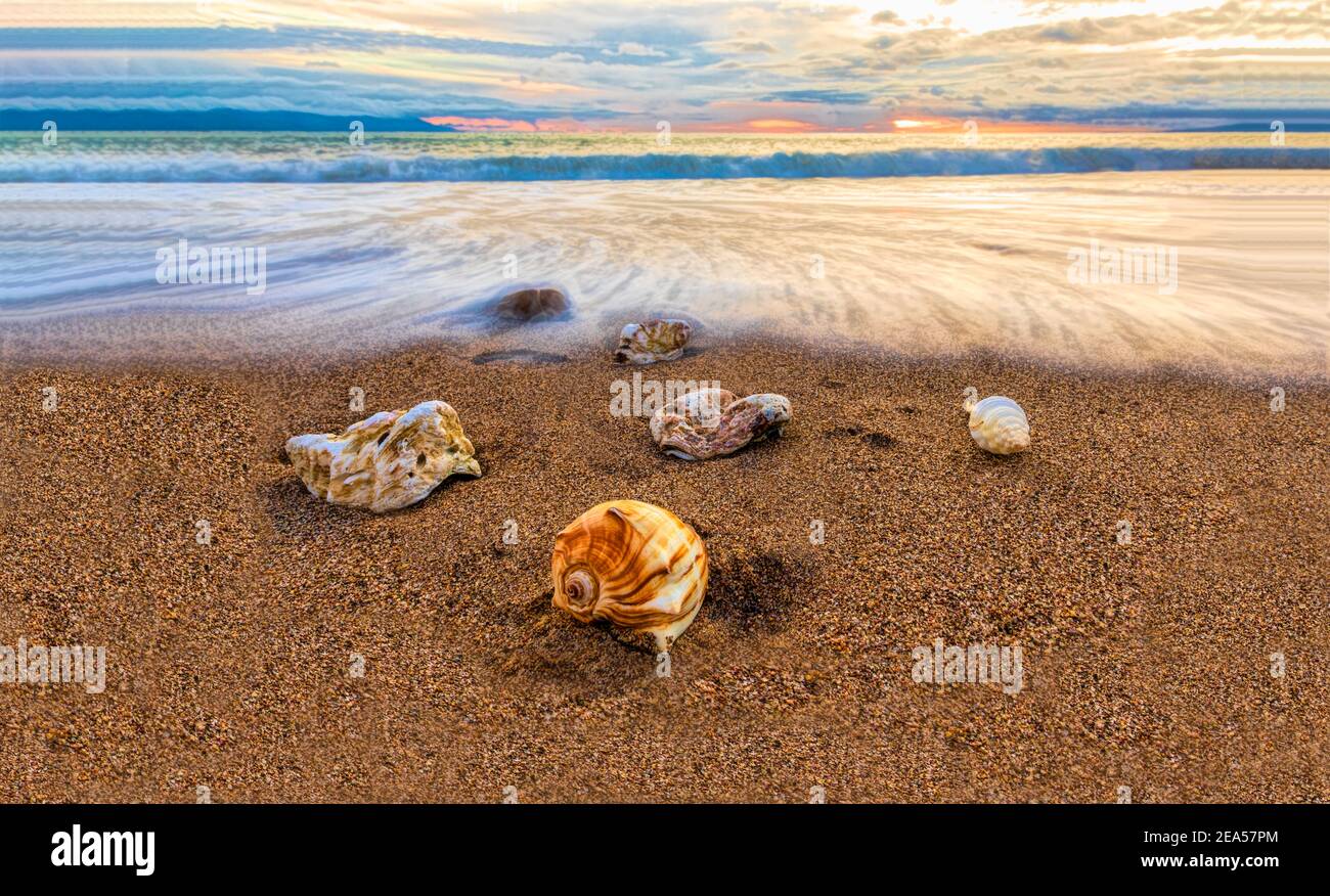Beach sunset landscape shells hi-res stock photography and images - Alamy
