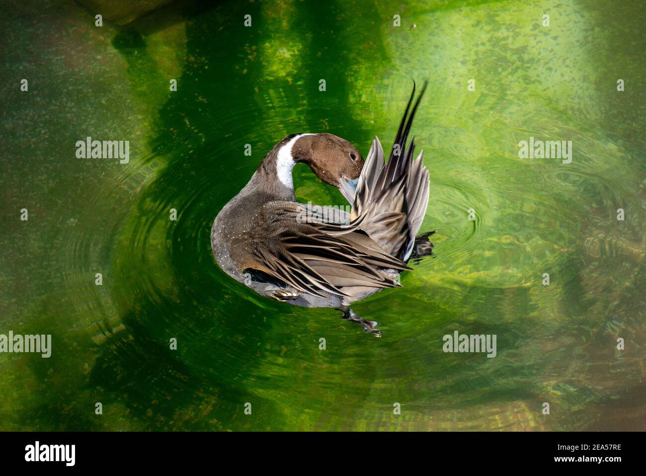Apple Valley, Minnesota. Male Northern Pintail, Anas acuta preening ...