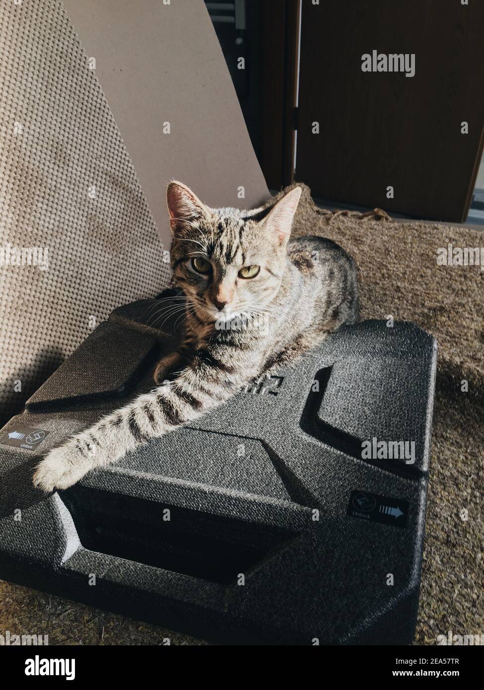 A portrait of a funny striped cat with an attentive look Stock Photo ...