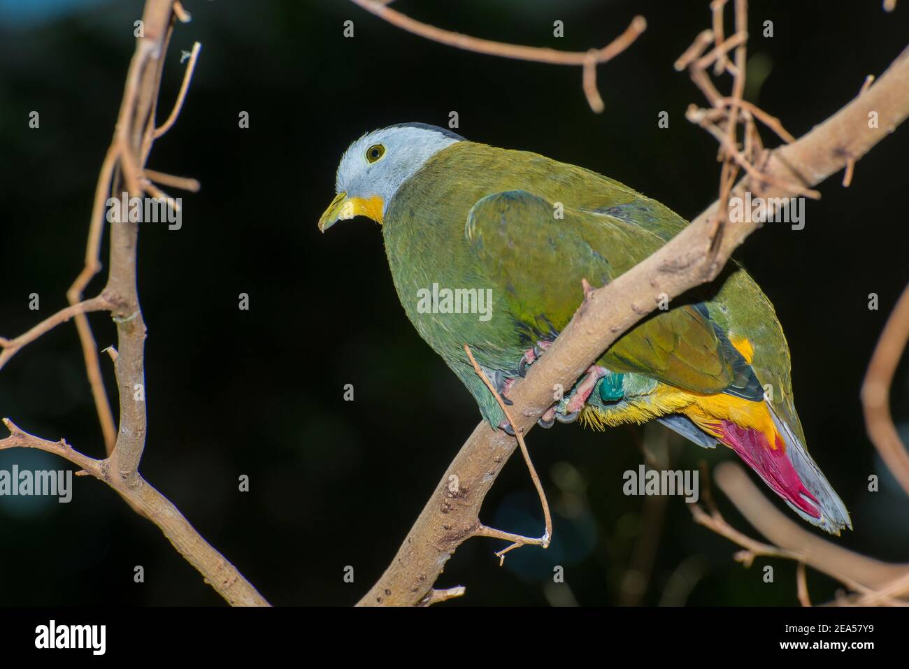 Fruit dove hi-res stock photography and images - Alamy