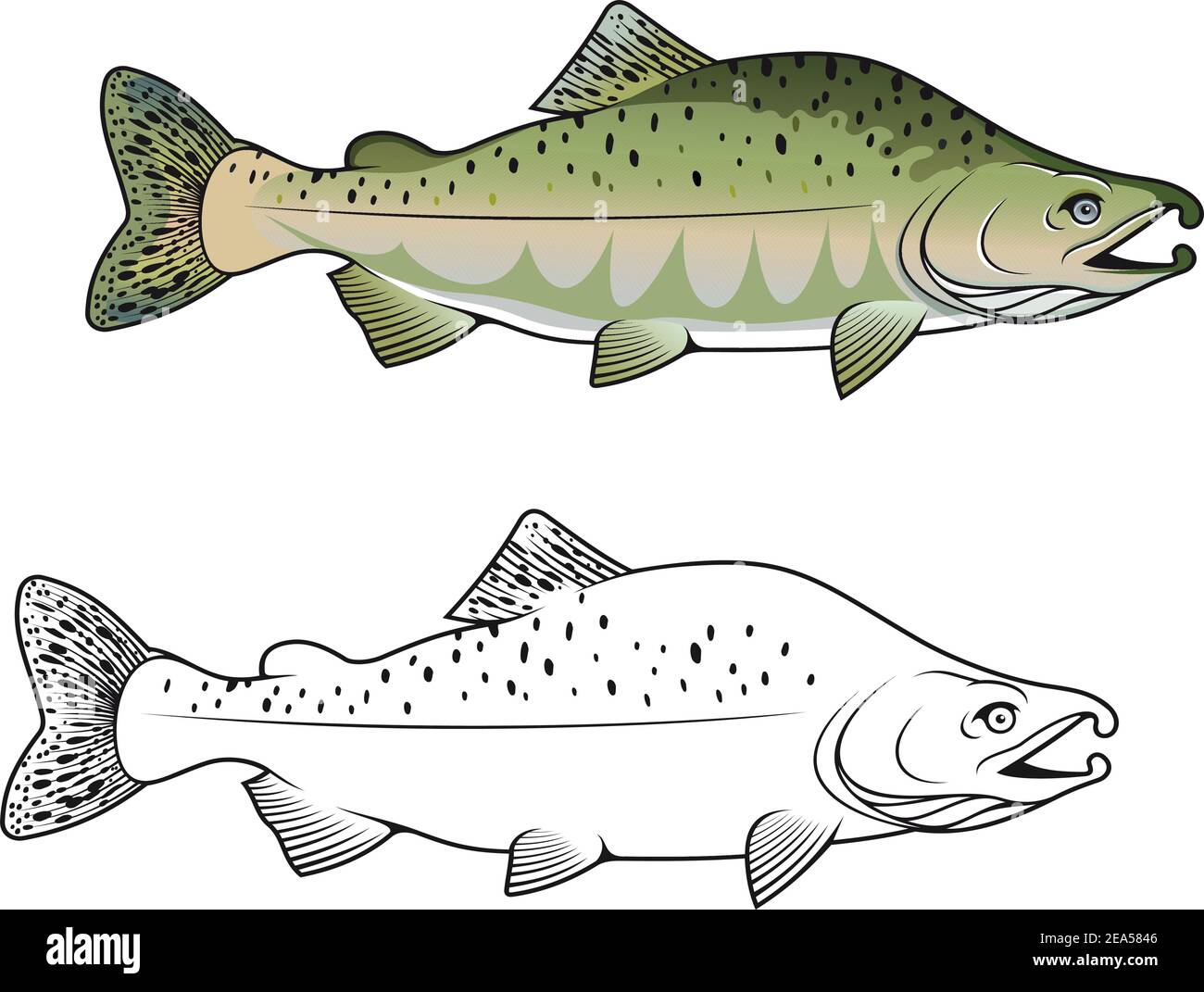 Hunchback salmon fish in color and monochrome versions Stock Vector ...