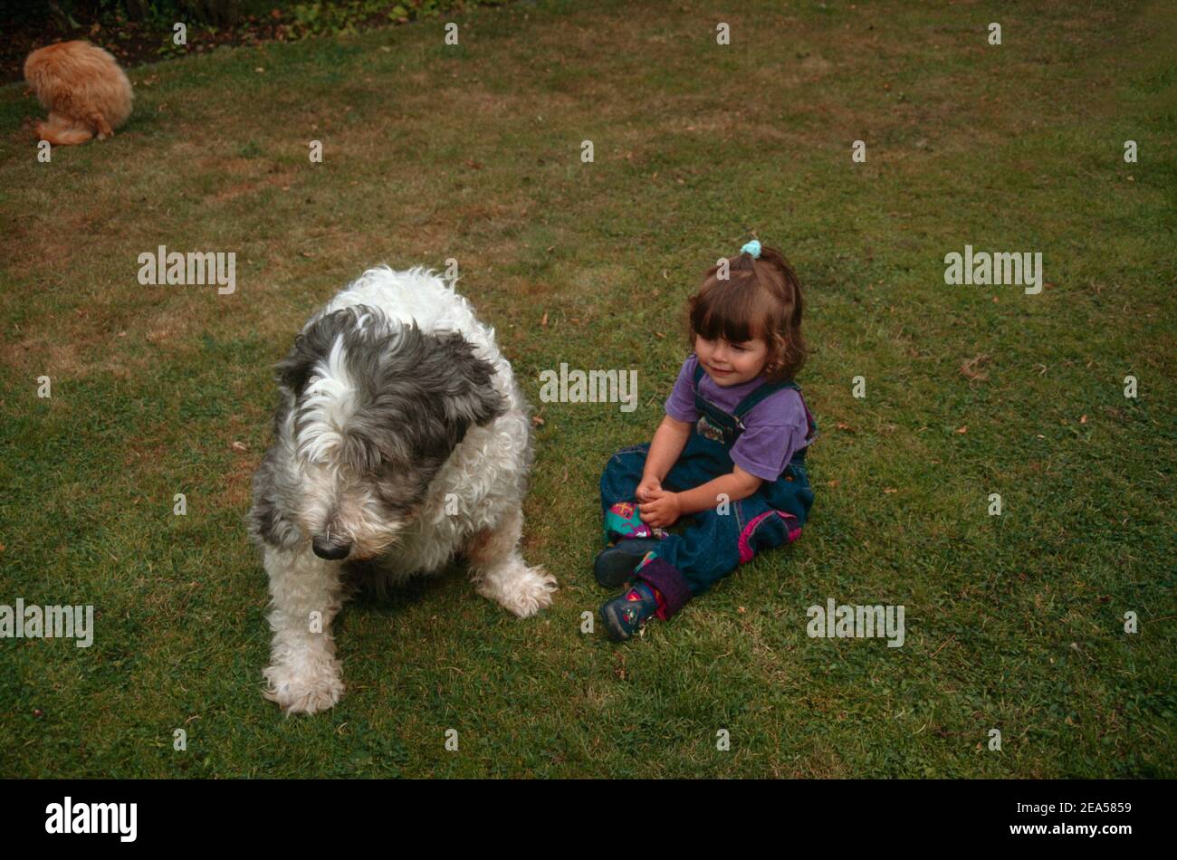 Sheepdog old english hi-res stock photography and images - Alamy