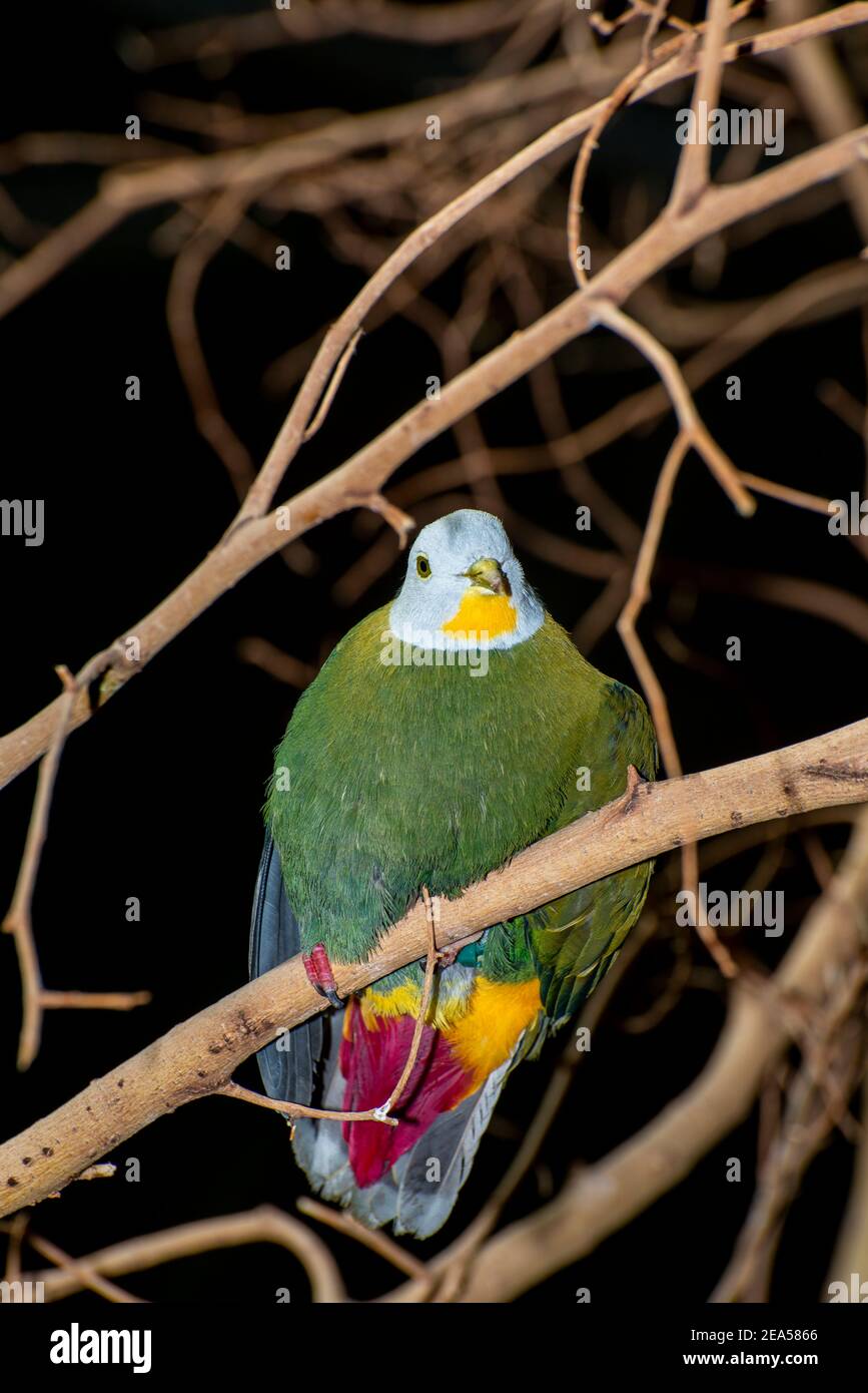 Fruit dove hi-res stock photography and images - Alamy