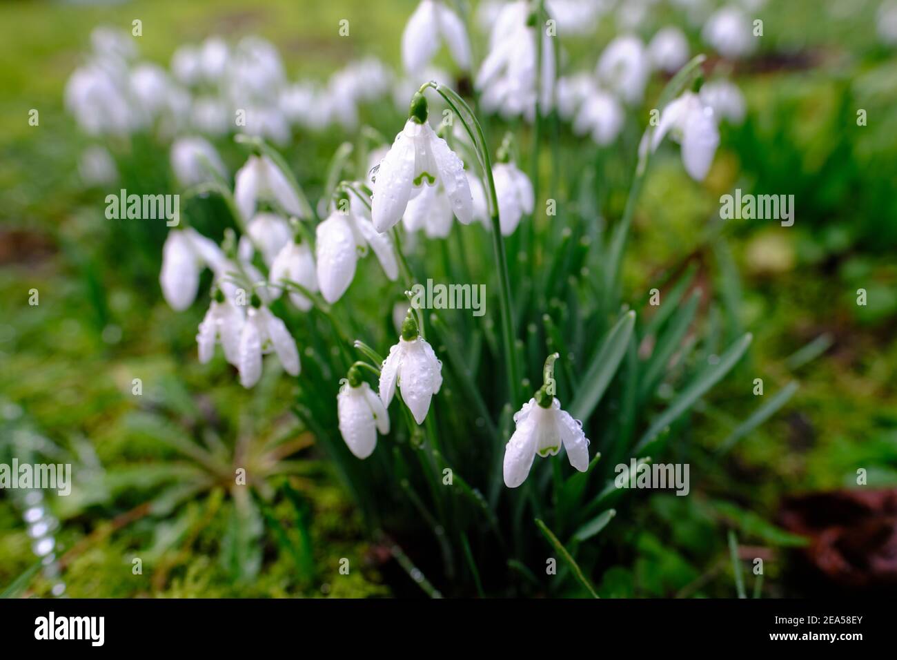 Purple snowdrops growing in spring hi-res stock photography and images ...