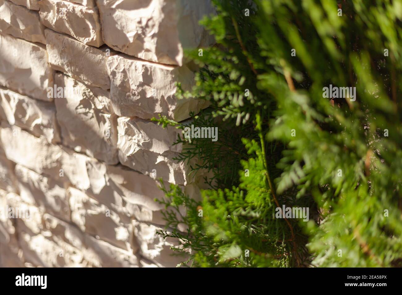 Creeping juniper garden hi-res stock photography and images - Alamy