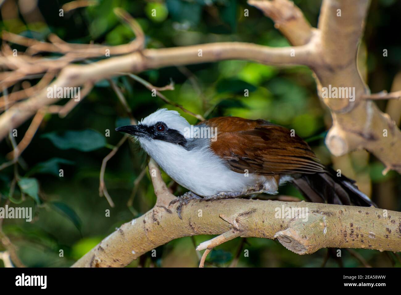 Apple Valley, Minnesota. White-crested laughingthrush., "Garrulax ...