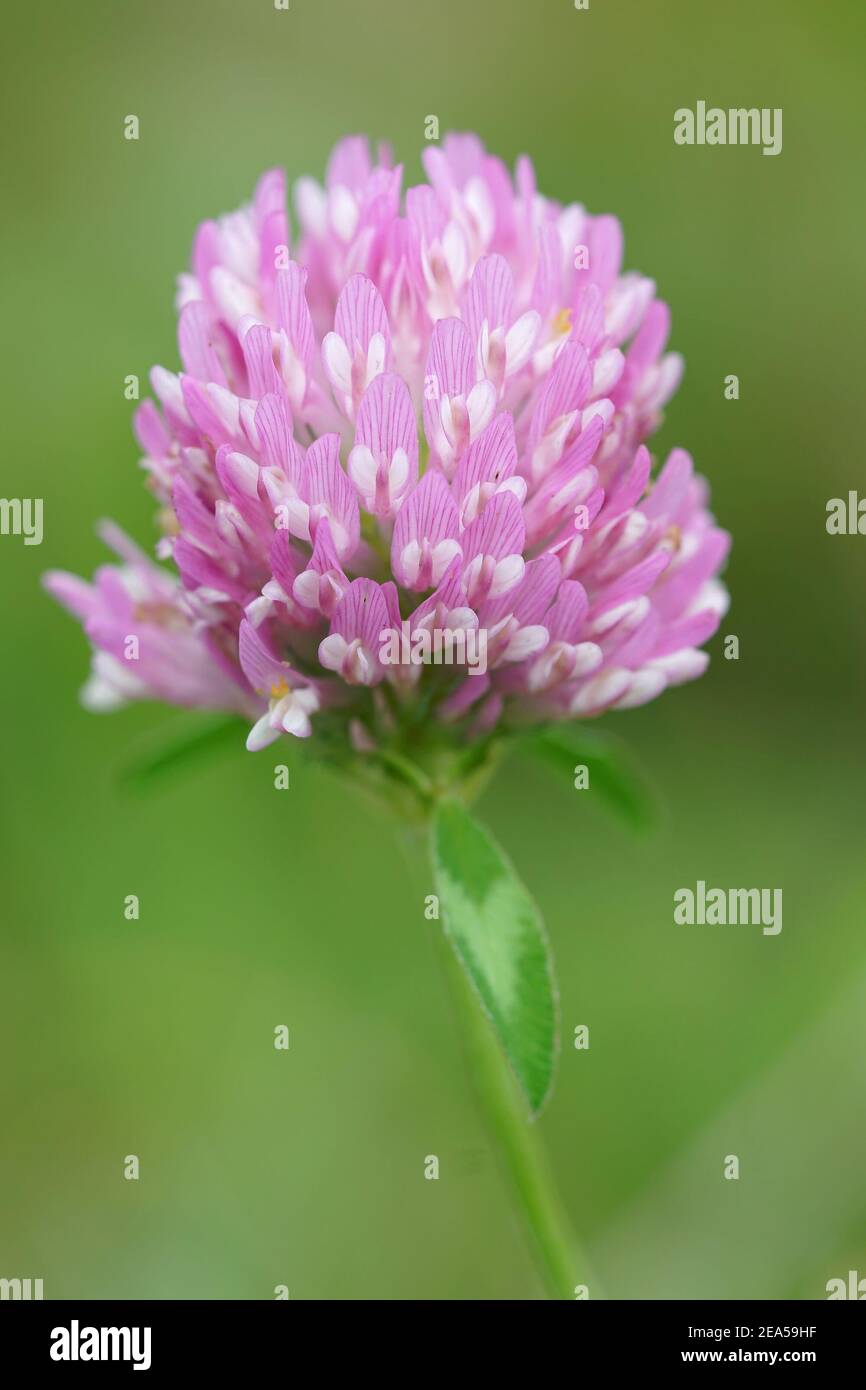 Close up of the subtle pink flower of the red clover , Trifolium ...