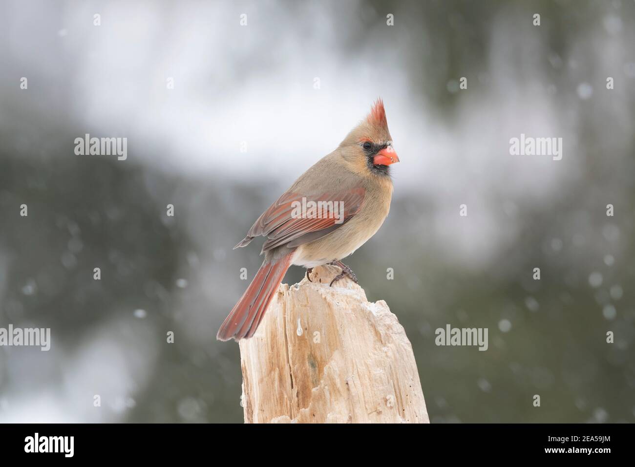 Red Cardinal Snow High Resolution Stock Photography and Images - Alamy