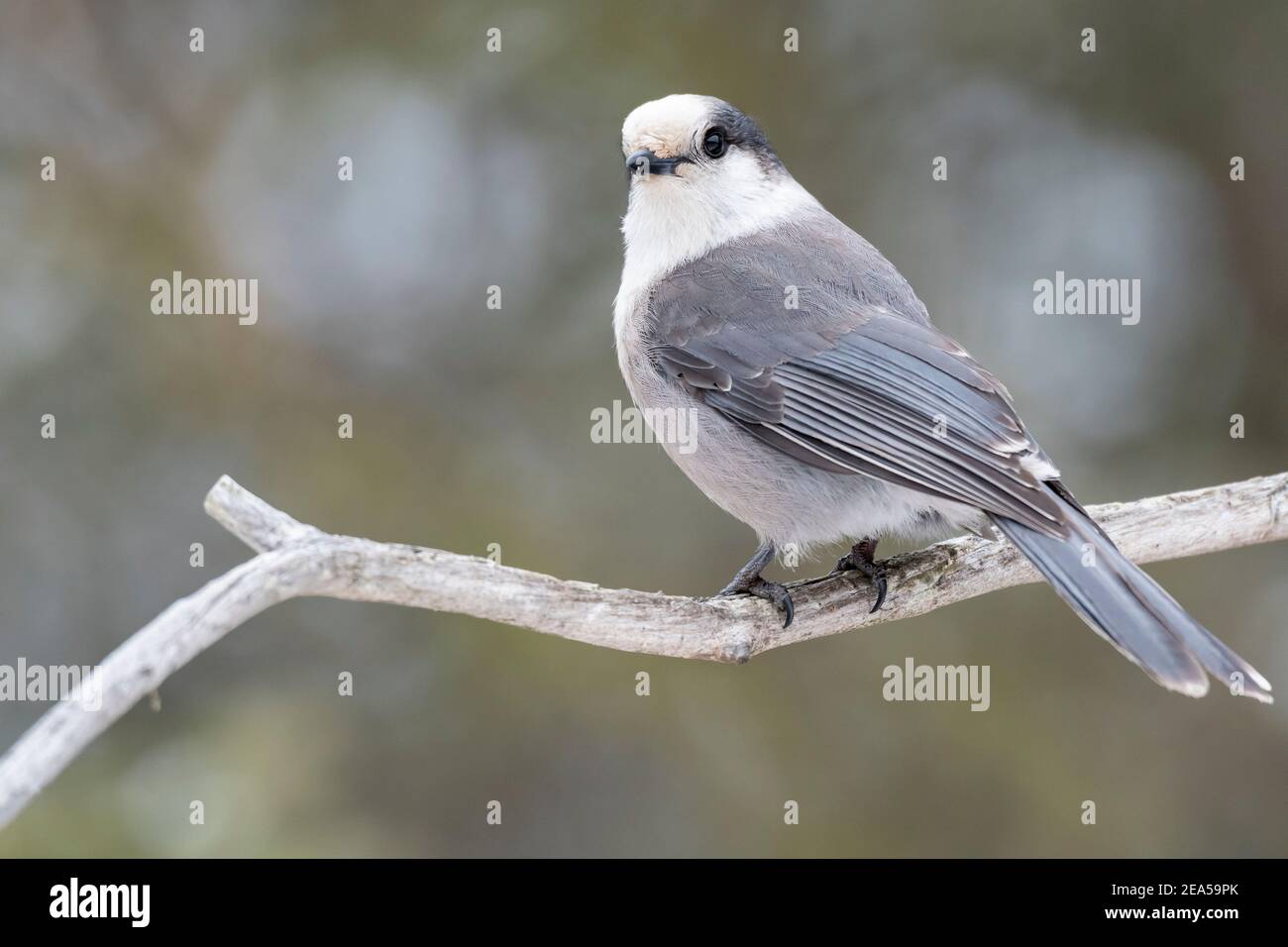 Gray jay (Perisoreus canadensis), winter, Northern Minnesota, USA, by ...