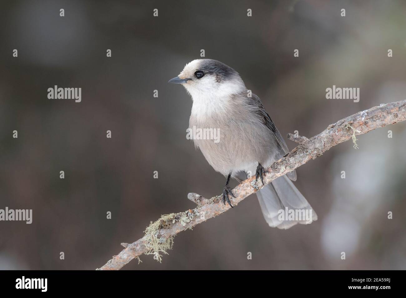 Gray jay (Perisoreus canadensis), winter, Northern Minnesota, USA, by ...