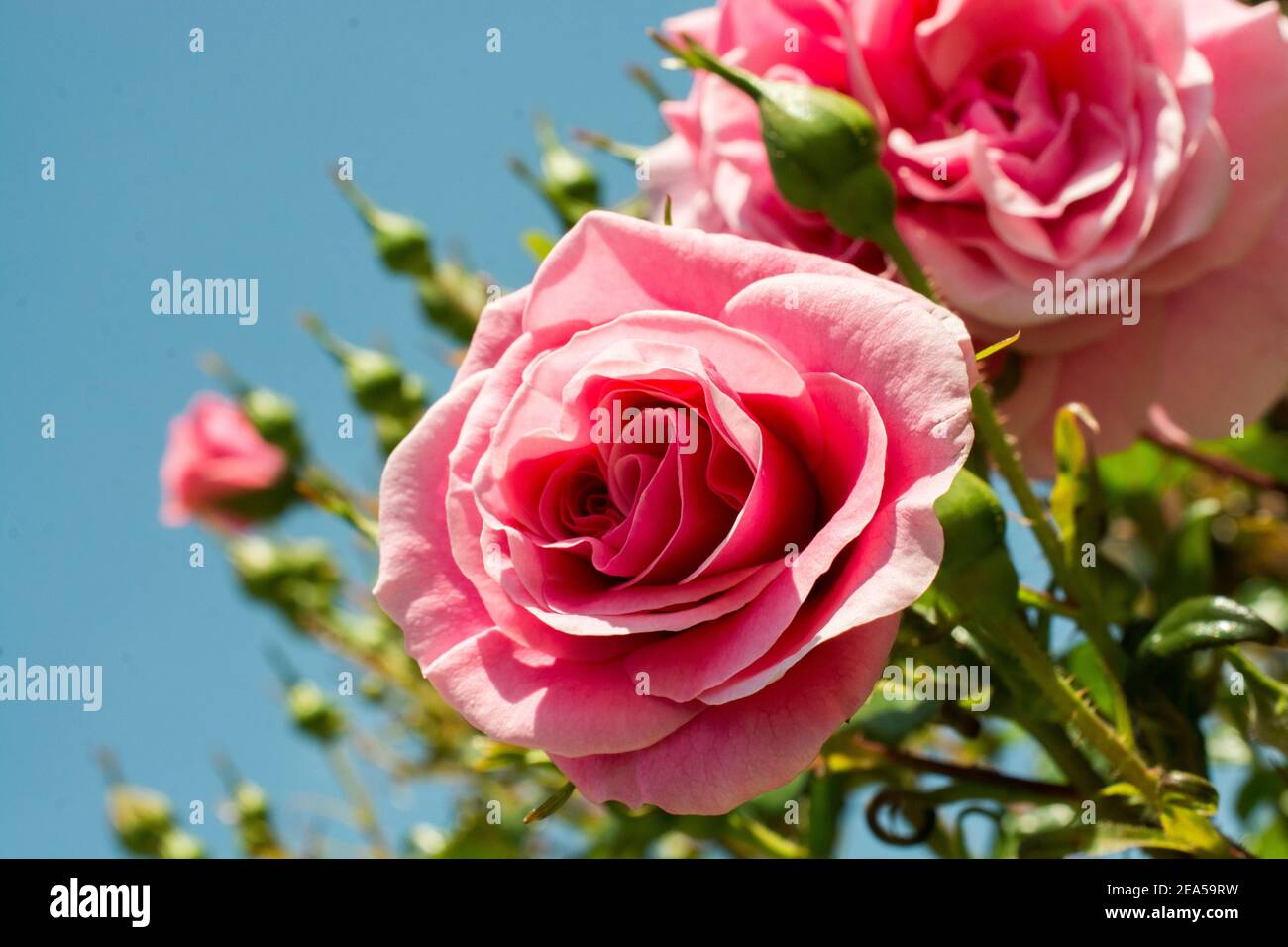 Blooming beautiful colorful rose bud in garden nature background Stock ...