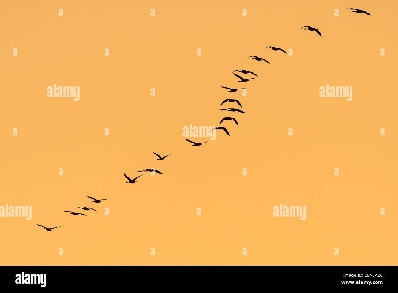 Life Cycle Of Geese High Resolution Stock Photography and Images - Alamy