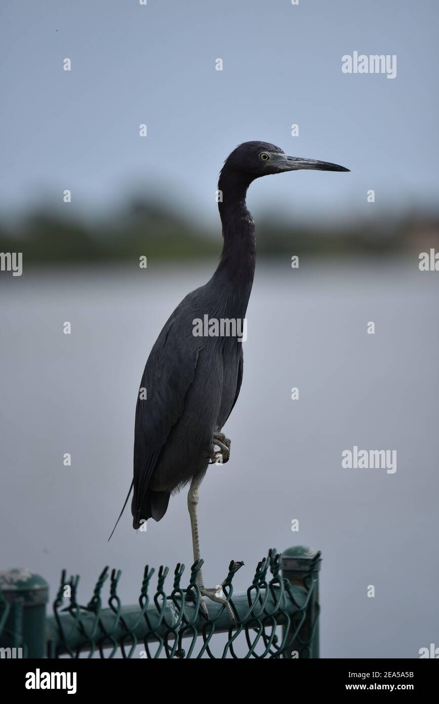 Blue egret hi-res stock photography and images - Alamy