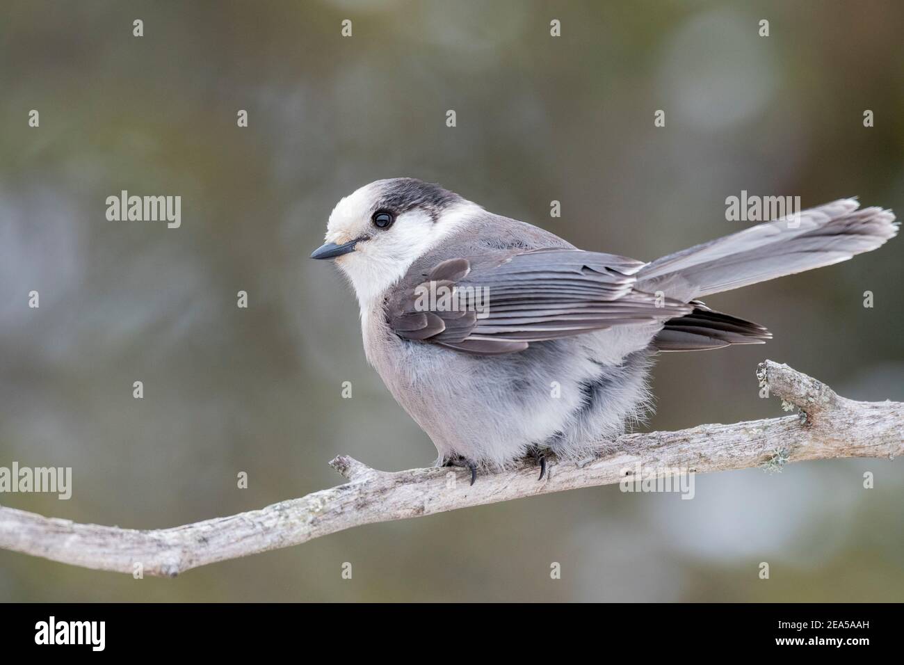 Gray jay (Perisoreus canadensis), winter, Northern Minnesota, USA, by ...
