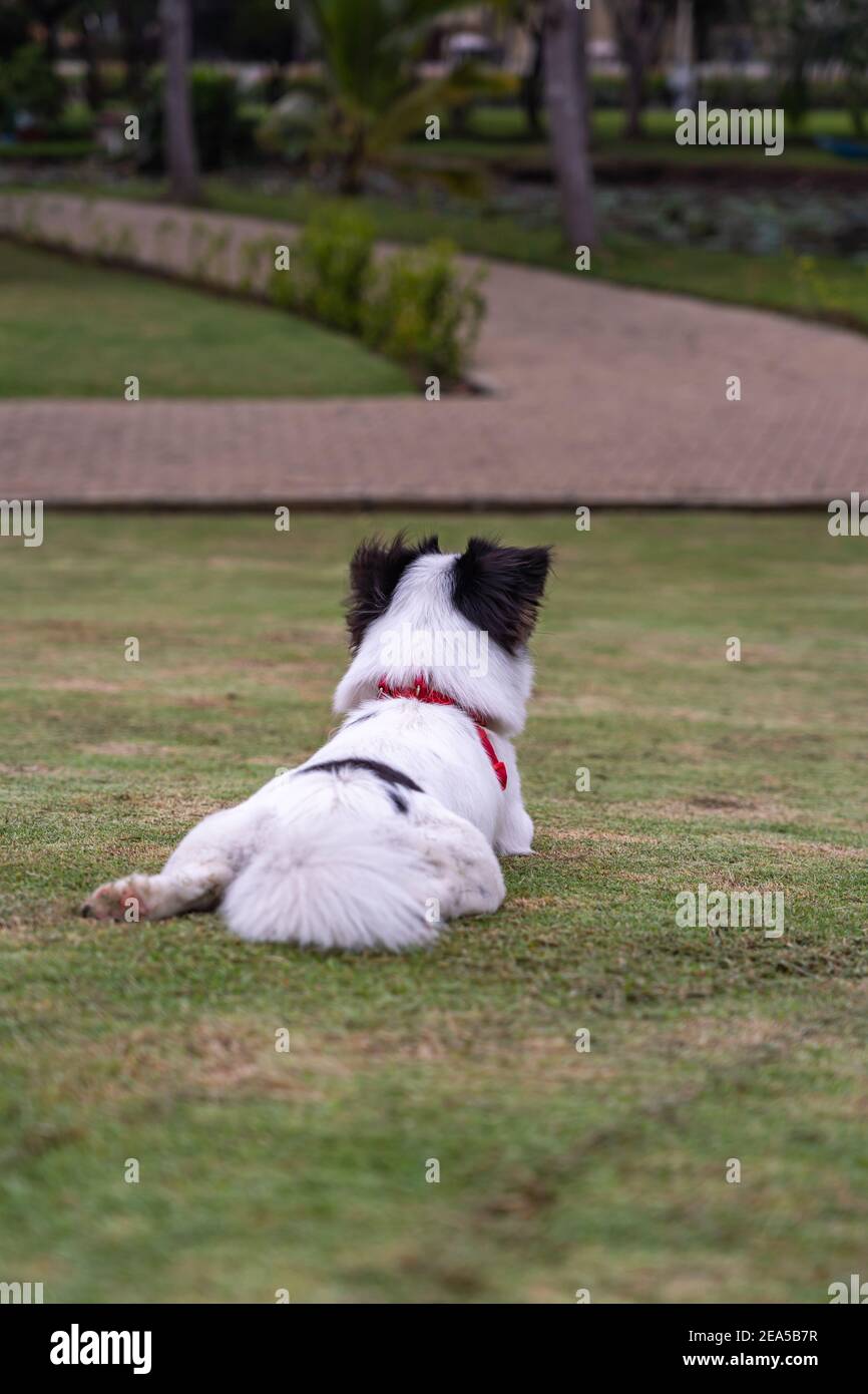 Beautiful Japanese Spaniel dog wearing pet collar sitting at grass lawn ...