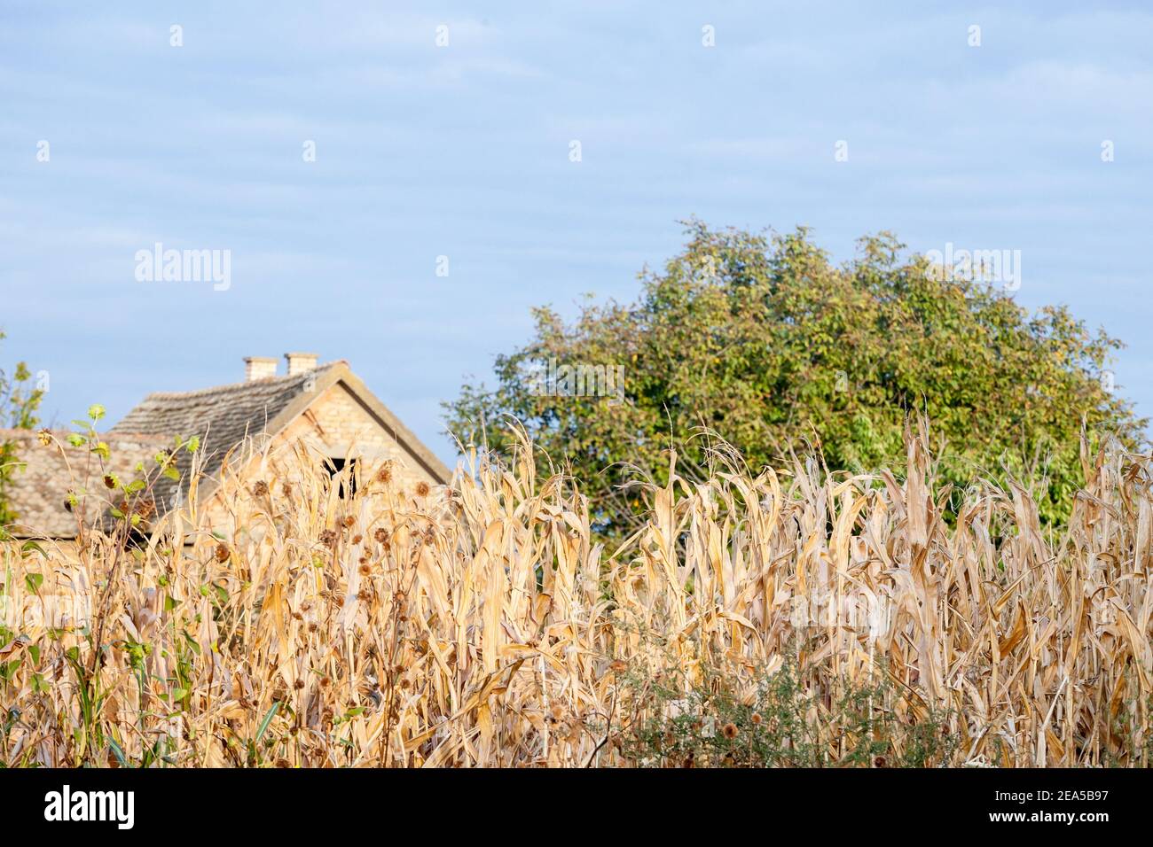 Serbia agriculture maize serbian hi-res stock photography and images ...