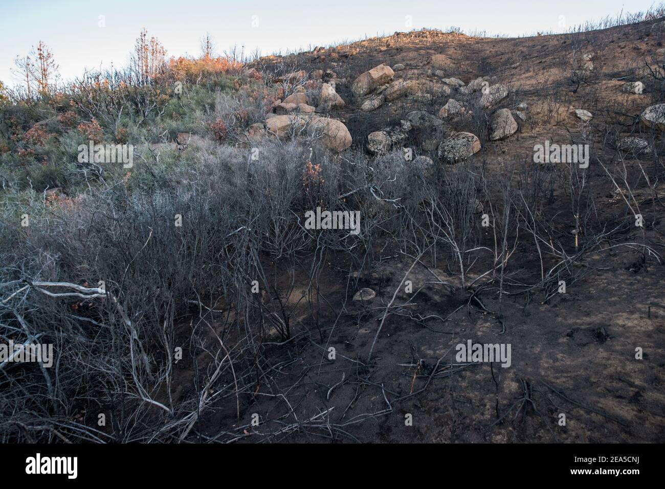 Living vegetation and the border which wildfire reached, a healthy ...