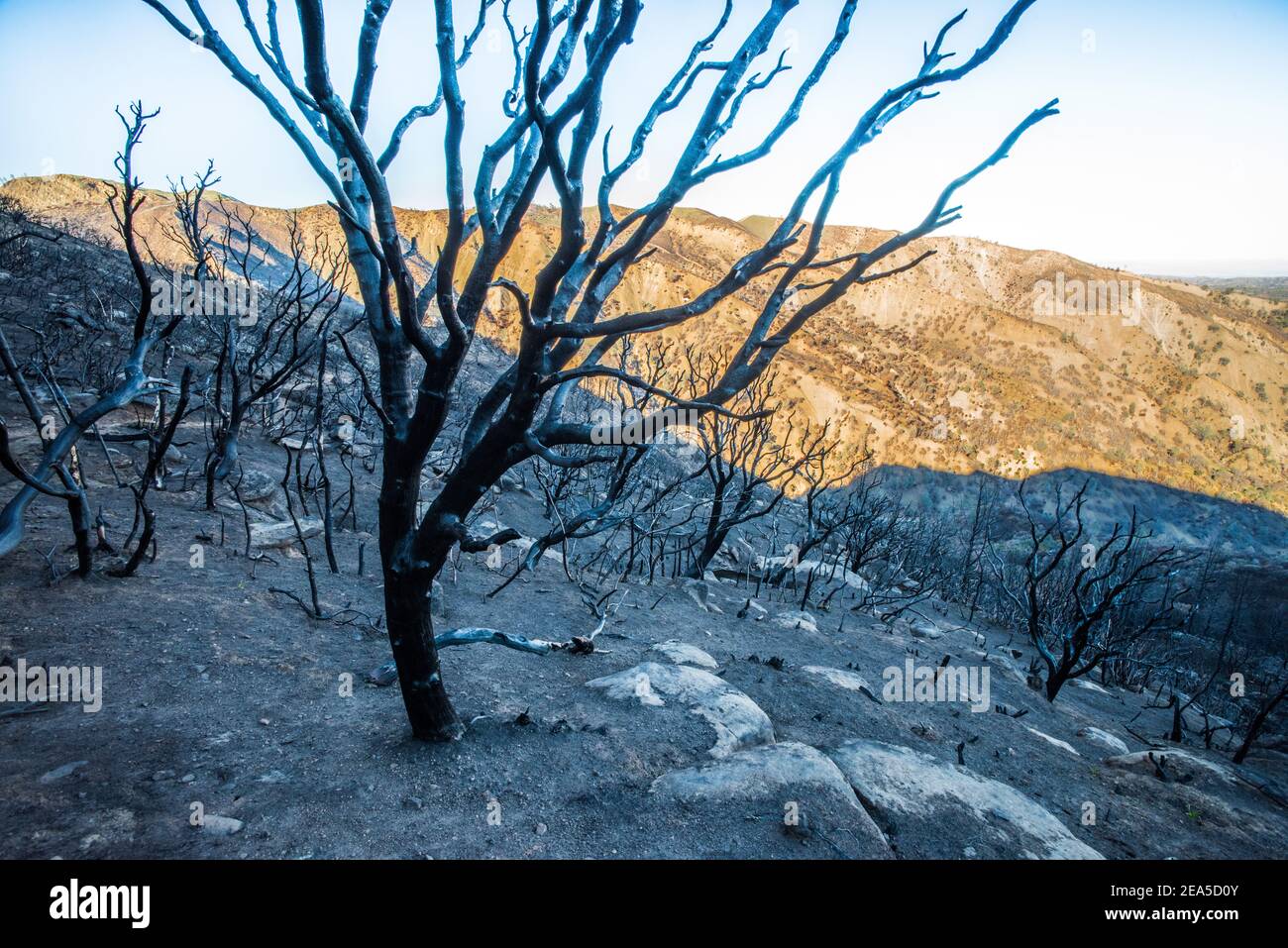 The burned landscape following wildfires in California's Coast range ...