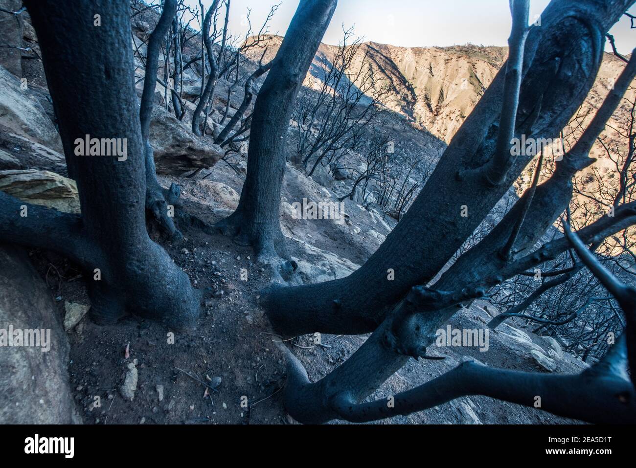 The burned landscape following wildfires in California's Coast range ...