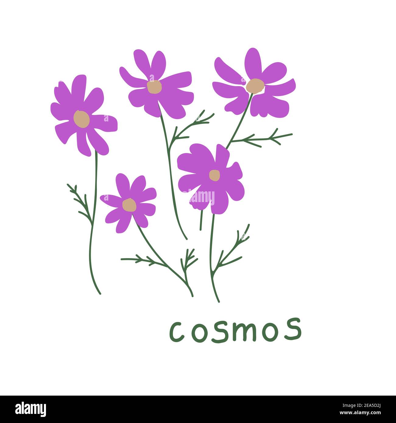 Cosmos flower vector Stock Vector Images - Alamy