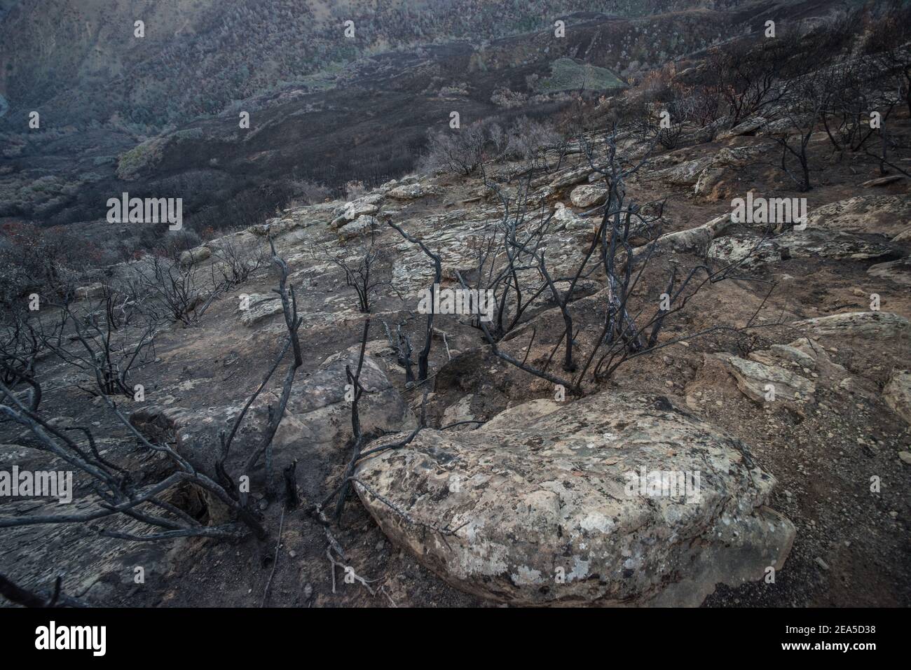 The burned landscape following wildfires in California's Coast range ...