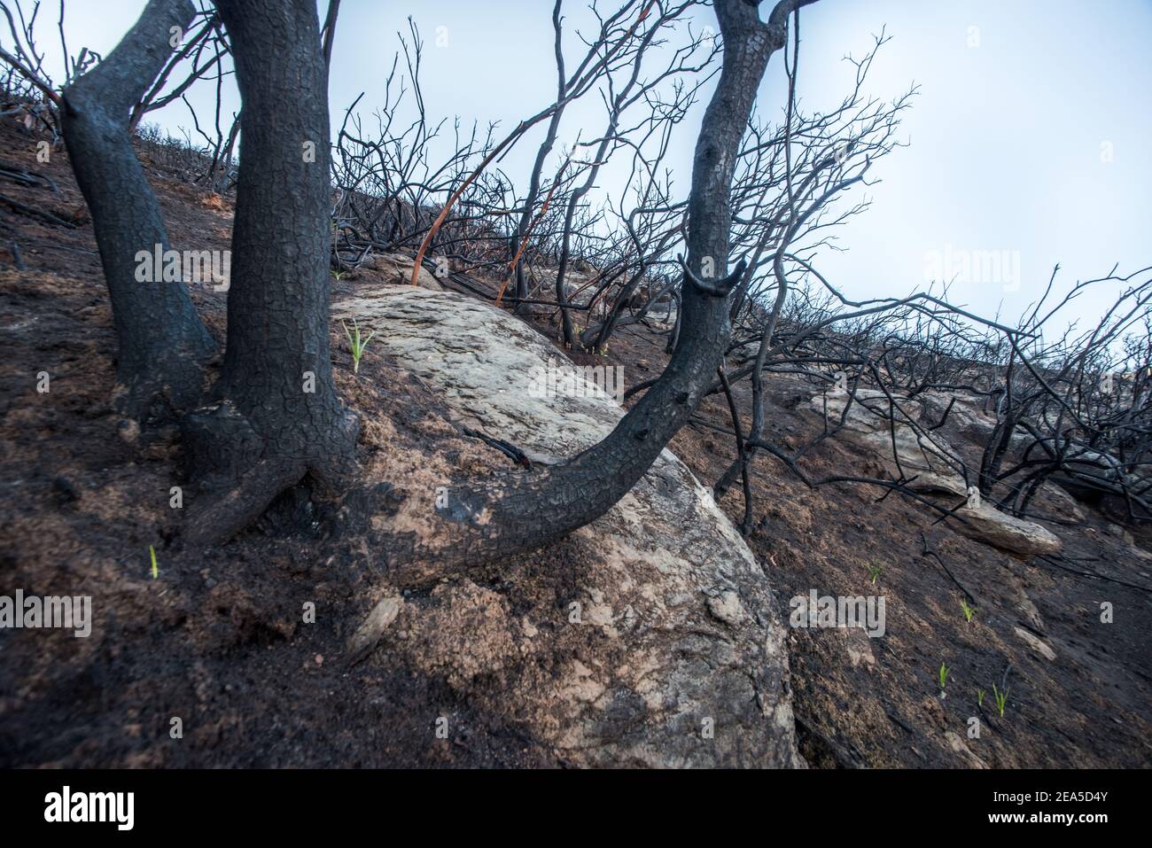 The burned landscape following wildfires in California's Coast range ...