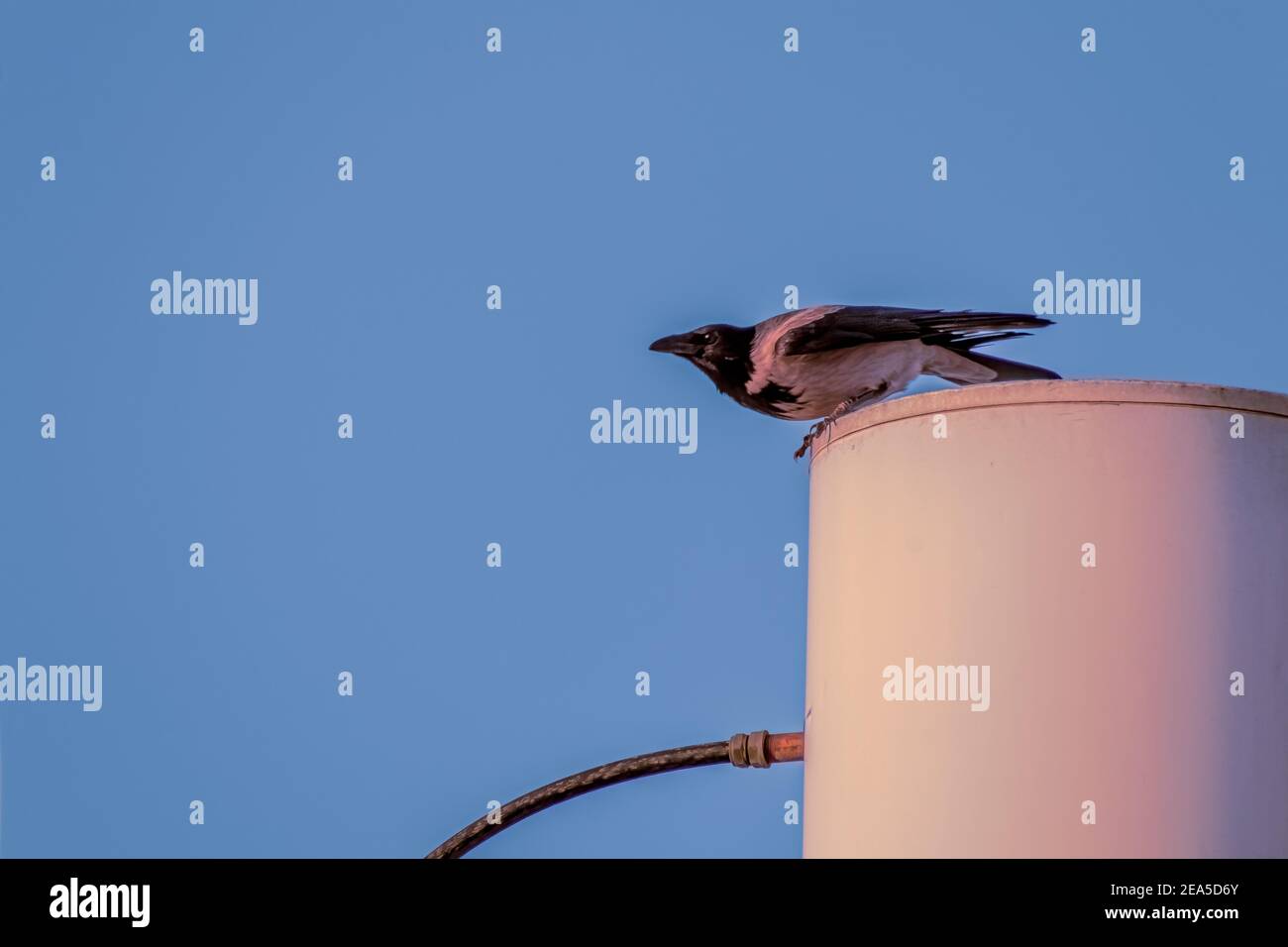 A bird sitting on top of a pole Stock Photo - Alamy
