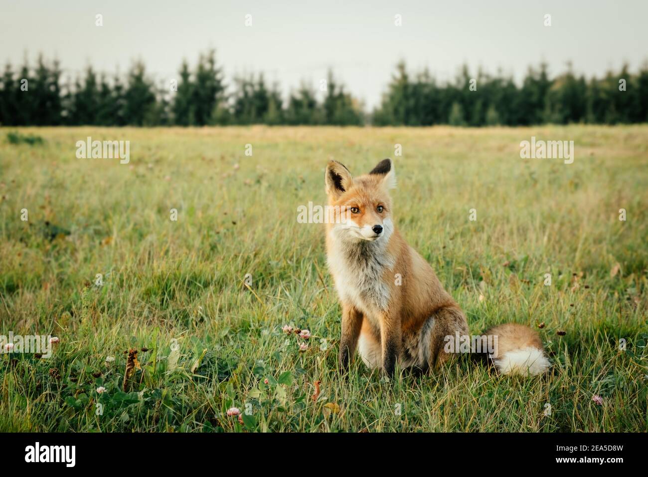Wild red fox in the field in the evening. Animal in nature habitat, in ...