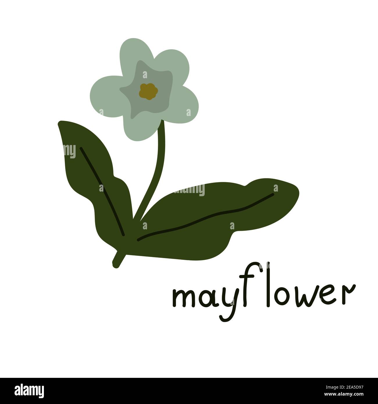 Mayflower Plant Drawing