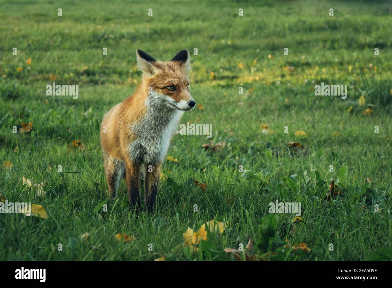 Wild red fox in the field in the evening. Cute animal in nature habitat ...