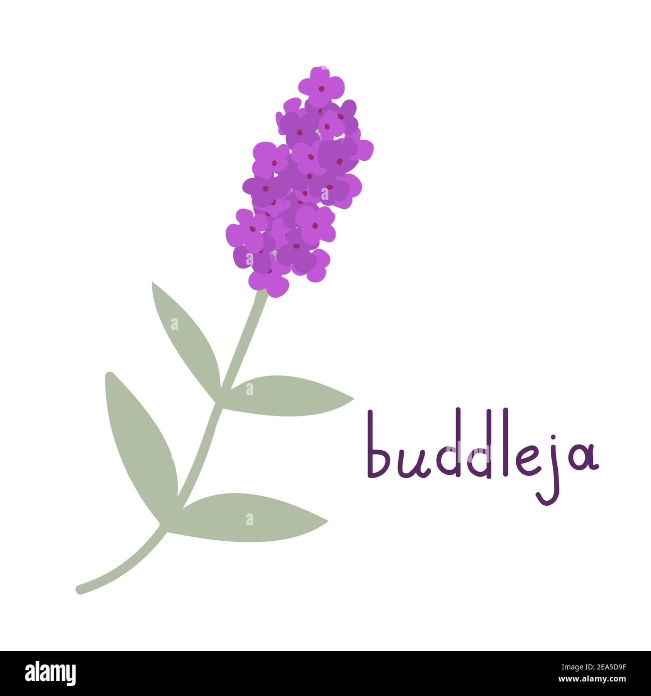 Buddleja vector flower isolated illustration Stock Vector Image & Art ...