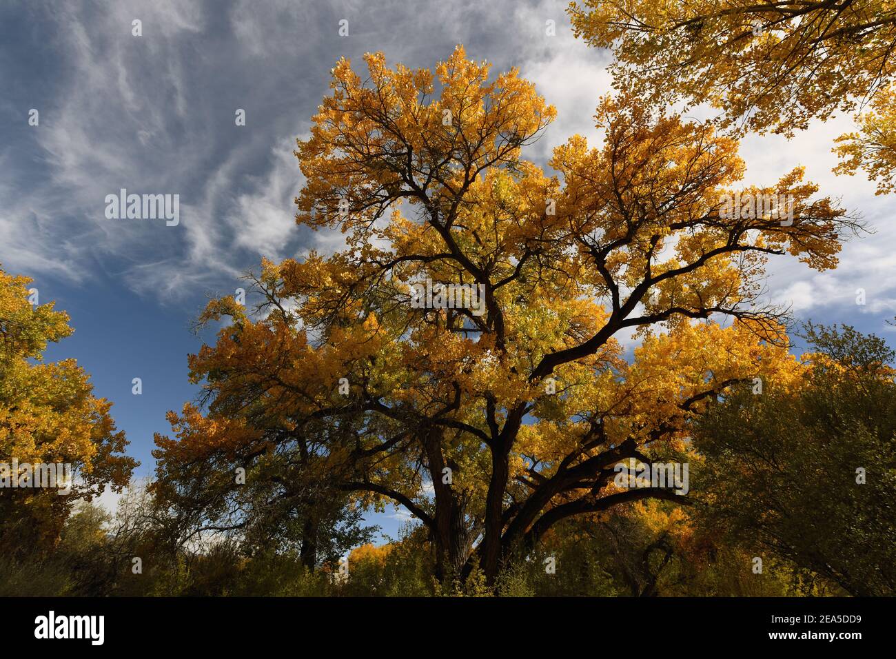Orange and Yellow Cottonwood tree on the Rio Grande river valley of New ...