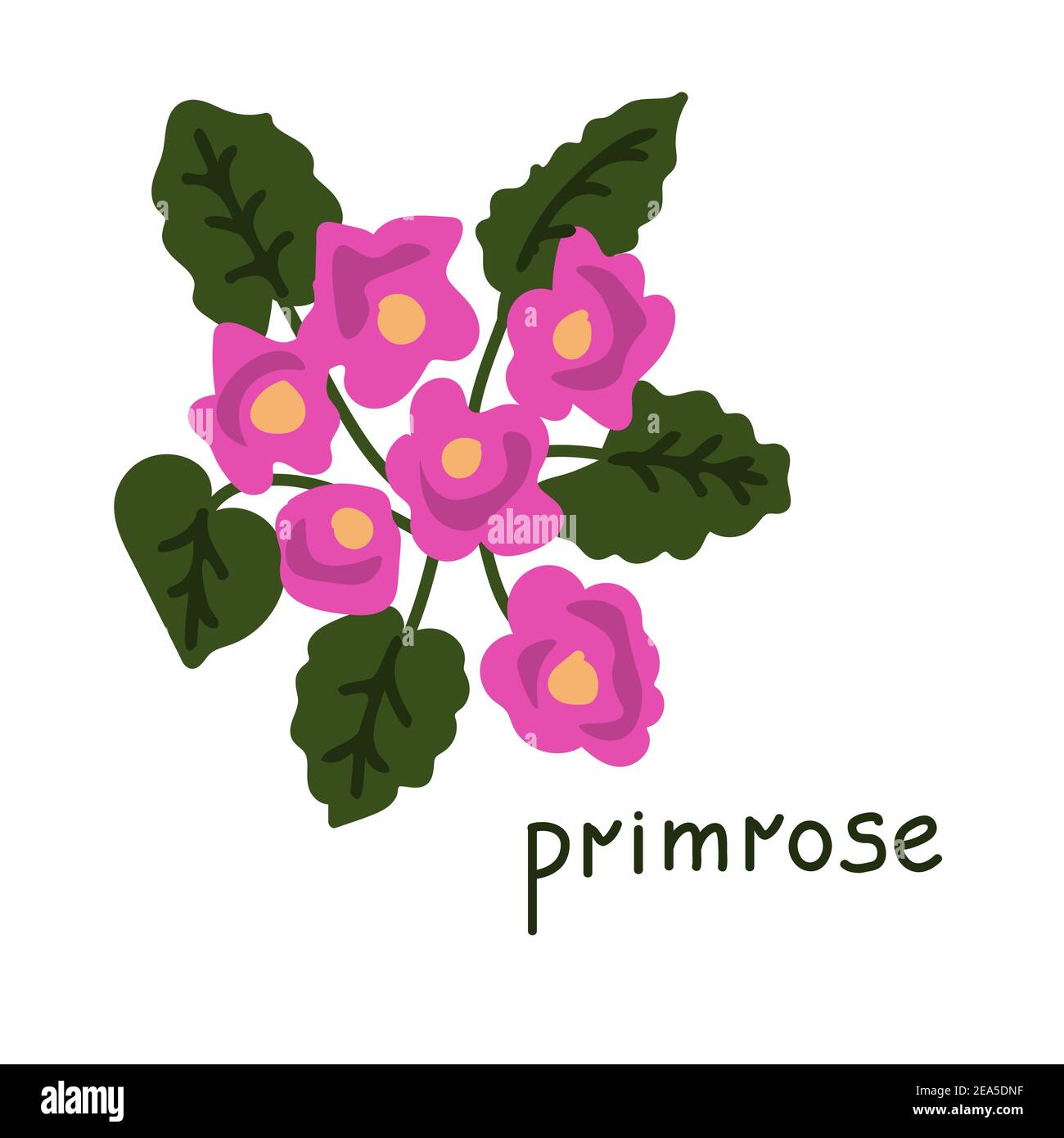 Primrose flower simple vector illustration Stock Vector Image & Art - Alamy