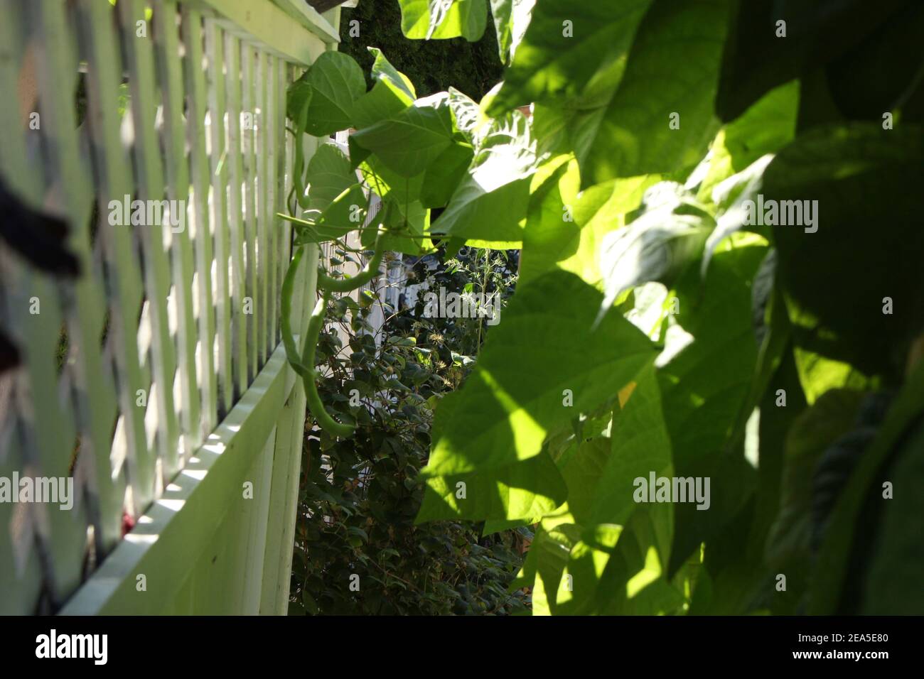 Wilderness garden hi-res stock photography and images - Alamy