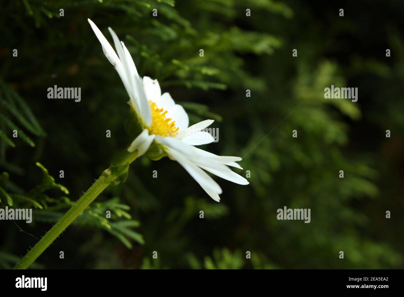 Wilderness flora hi-res stock photography and images - Alamy